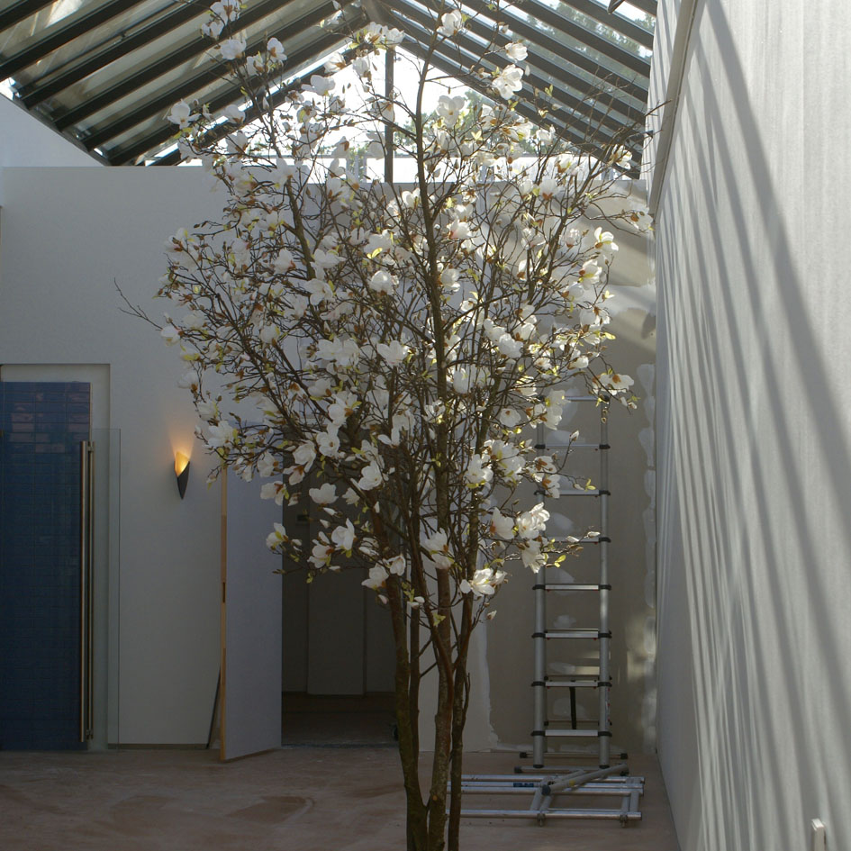 Hoge magnoliaboom - Seta Fiori