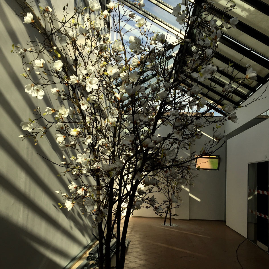 Hoge magnoliaboom - Seta Fiori