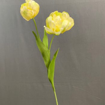 Tulpen Archieven - Seta Fiori